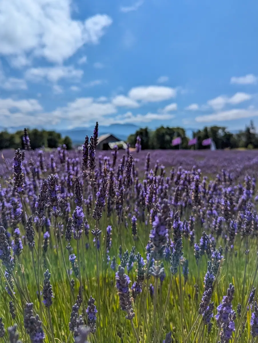 Sequim Lavender Fields: Visiting the Lavender Capital of North America – With Each Mile