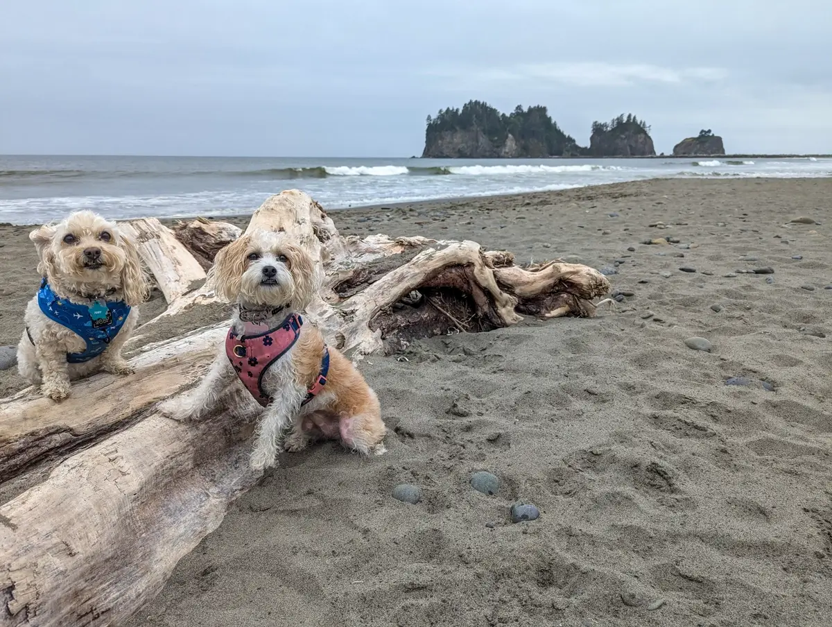 First Beach La Push: Off-Leash Dog Adventures on the Olympic Coast ...