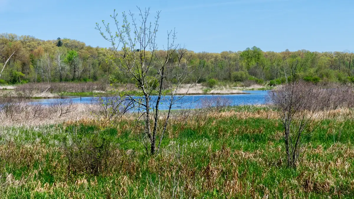 Hiking the Great Marsh Trail: Birdwatching & Wetland Wildlife at ...